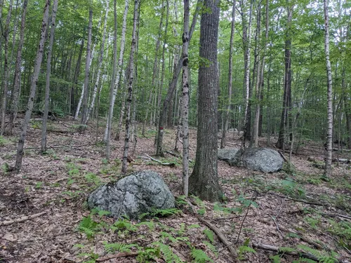 Best Hikes and Trails in Knightville Dam and Reservation | AllTrails