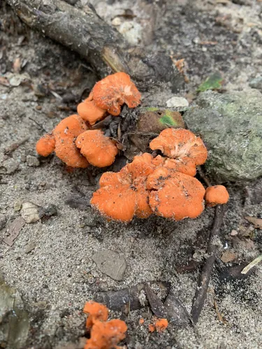 Best Hikes and Trails in Bendix Woods County Park | AllTrails