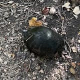 Sheldon Lake State Park Nature Loop, Texas - 245 Reviews, Map | AllTrails