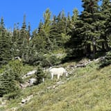 Berkeley Park Trail, Washington - 395 Reviews, Map | AllTrails