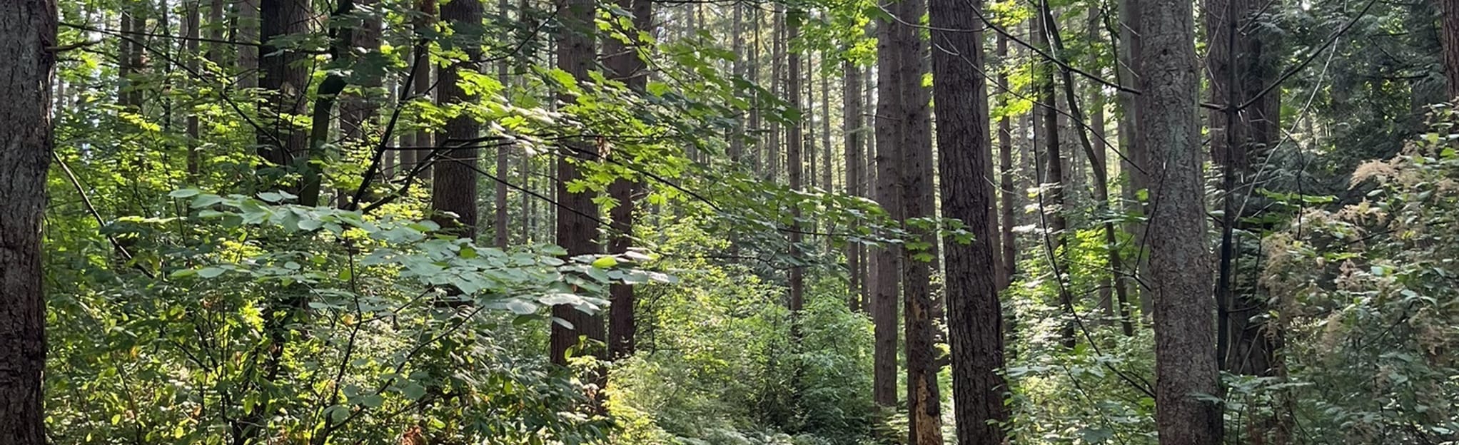 Pinewood Trail: 104 Reviews, Map - British Columbia, Canada | AllTrails