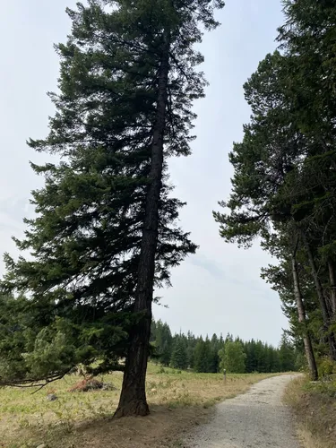Best Hikes and Trails in Pine Street Woods | AllTrails