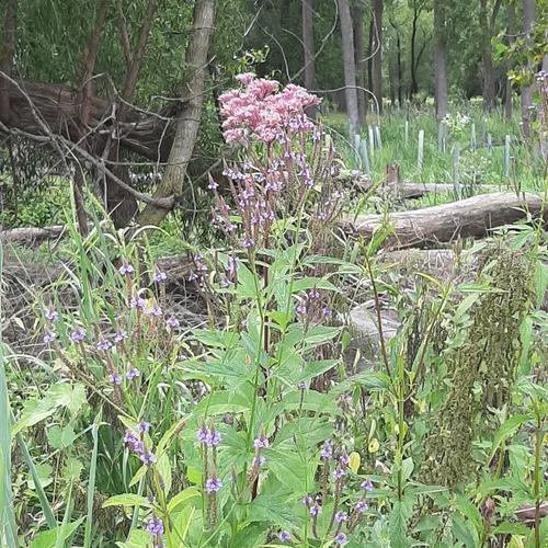 Best Hikes and Trails in Tifft Nature Preserve | AllTrails