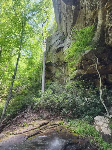 Best Forest Trails in Ashcamp | AllTrails