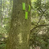 Bear Creek and Pinhoti Loop, Georgia - 592 Reviews, Map | AllTrails