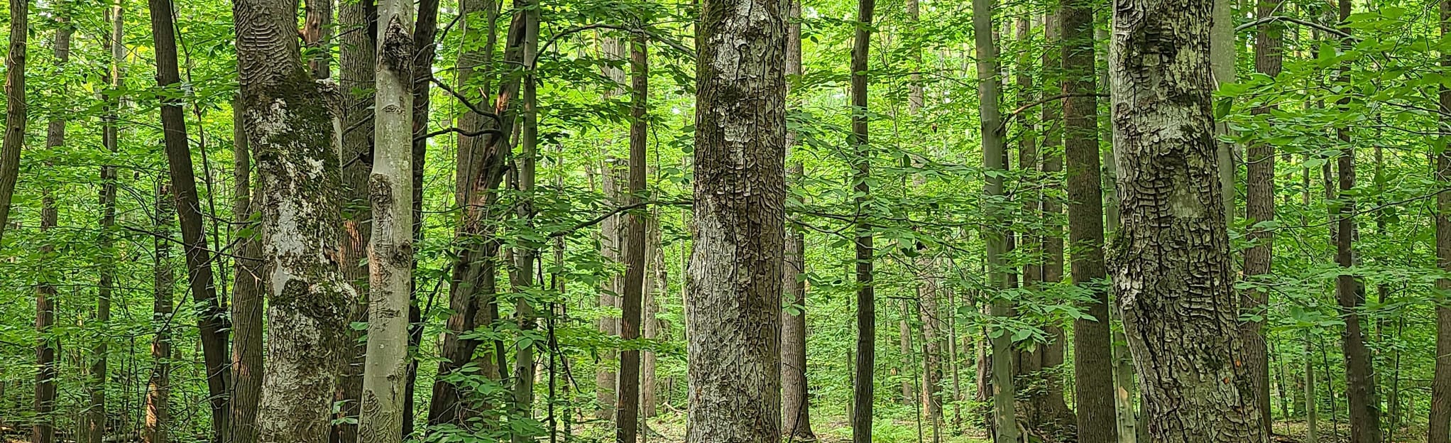 Robinson Woods Preserve Loop: 71 Reviews, Map - Michigan | AllTrails