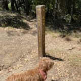 Lake Lagunitas, California - 645 Reviews, Map | AllTrails