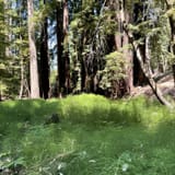 Lake Lagunitas, California - 645 Reviews, Map | AllTrails