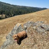 Lake Lagunitas, California - 586 Reviews, Map | AllTrails