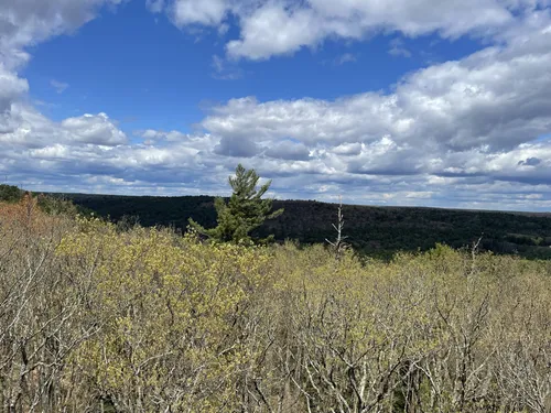 10 Best Hikes and Trails in Cook Forest State Park | AllTrails