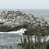 Asilomar State Beach and Coast Trail, California - 879 Reviews, Map ...