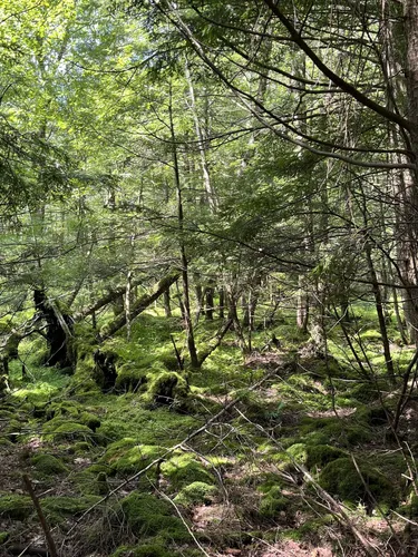 Best Hikes and Trails in Bessie's Woods | AllTrails