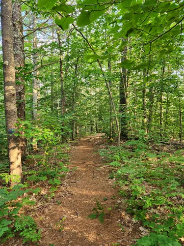 Best Hikes and Trails in Morgan Meadow Wildlife Management Area | AllTrails