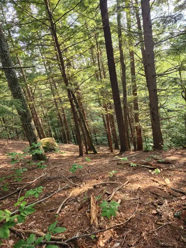 10 Best Trails and Hikes in Raymond | AllTrails