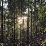 Gunung Arong Loop, Johor, Malaysia - 15 Reviews, Map | AllTrails