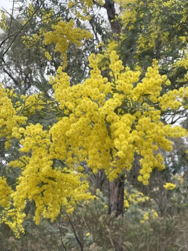 Best Hikes and Trails in Aranda Bushland Nature Reserve | AllTrails