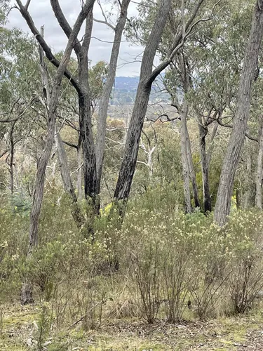 Best Hikes and Trails in Aranda Bushland Nature Reserve | AllTrails