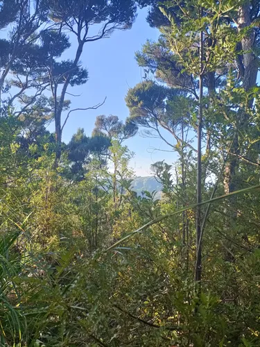 Best Hikes and Trails in Kauri Point Centennial Park | AllTrails