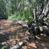 Chamisa Trail, New Mexico - 1,174 Reviews, Map | AllTrails