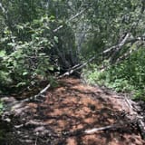 Chamisa Trail, New Mexico - 1,174 Reviews, Map | AllTrails