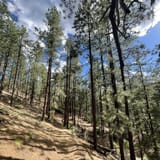 Chamisa Trail, New Mexico - 1,174 Reviews, Map | AllTrails
