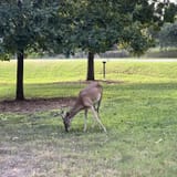 Landa Park Loop, Texas - 451 Reviews, Map | AllTrails