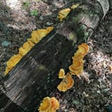 Hard Times Loop, North Carolina - 1,178 Reviews, Map | AllTrails