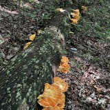 Hard Times Loop, North Carolina - 1,178 Reviews, Map | AllTrails