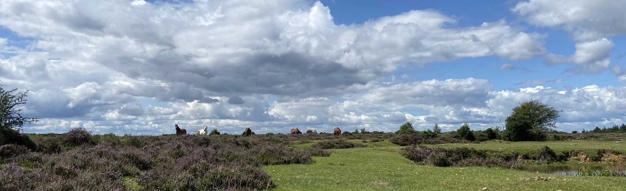 Northern Forest MTB Circular: 2 Reviews, Map - Hampshire, England ...