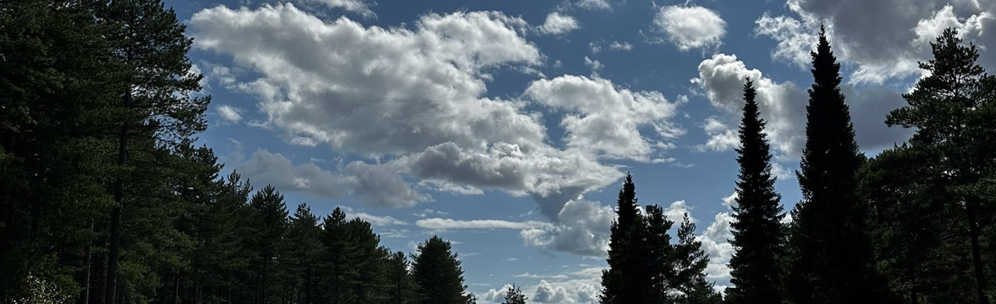 Hurn Forest Stroll, Dorset, England - 35 Reviews, Map | AllTrails