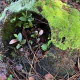 Apoxee and Owahee Trail Loop, Florida - 321 Reviews, Map | AllTrails