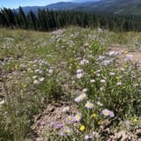 Delano Peak, Utah - 256 Reviews, Map | AllTrails