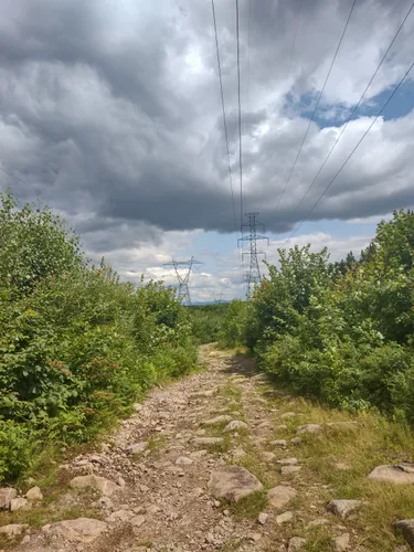 Best Forest Trails in Shannon | AllTrails