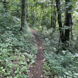 The Blue Ridge Escarpment, North Carolina - 159 Reviews, Map | AllTrails