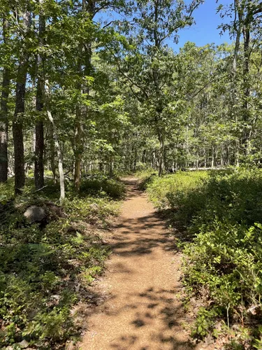 Best Hikes and Trails in West Chop Woods | AllTrails