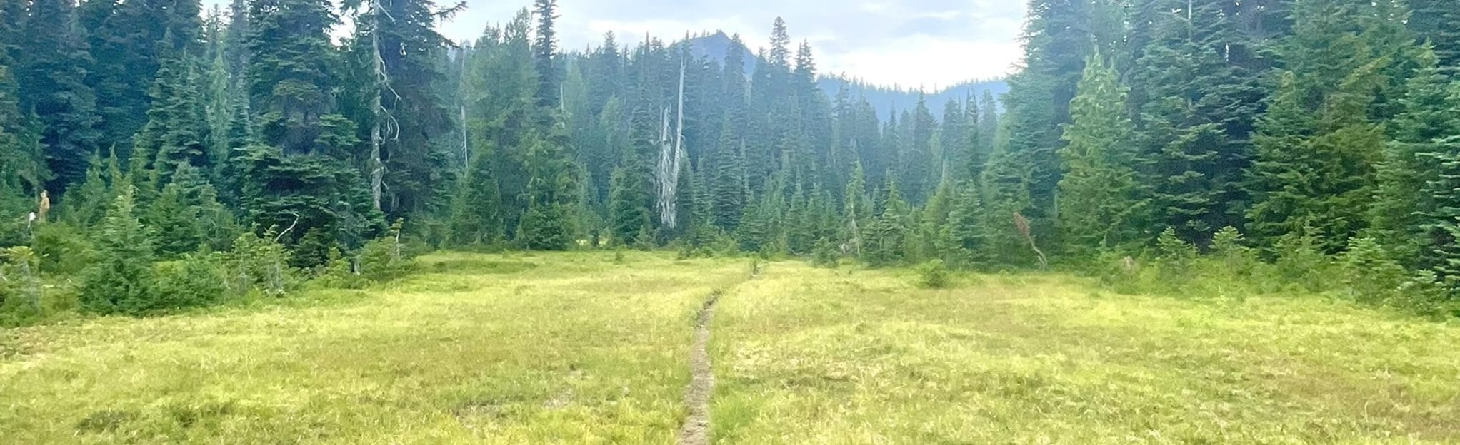 Swamp Lake Trail: 49 Reviews, Map - Washington | AllTrails