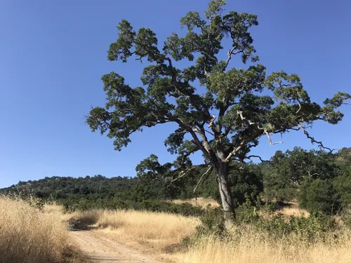 2023 Best Partially Paved Trails in Mount Hamilton | AllTrails