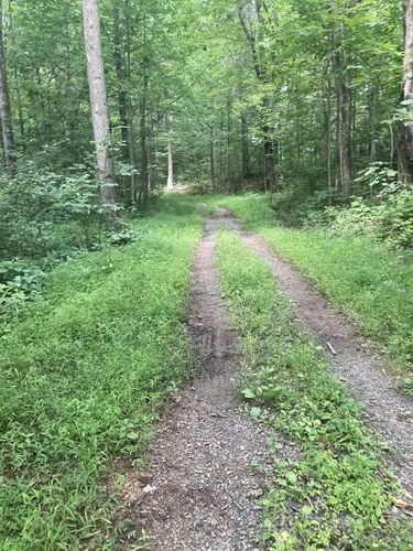 10 Best Hikes and Trails in Forbes State Forest | AllTrails