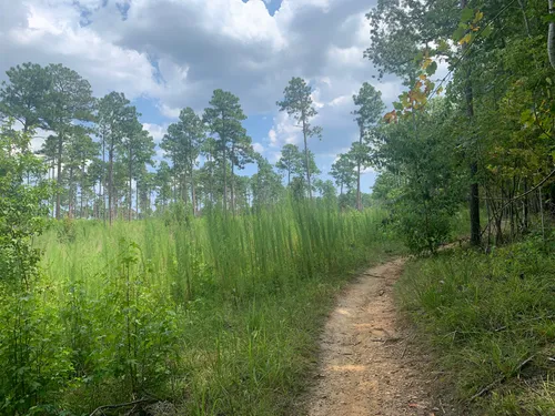 Best Hikes and Trails in Harbison State Forest | AllTrails