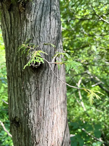 Best Hikes and Trails in Pine Hollow Arboretum | AllTrails