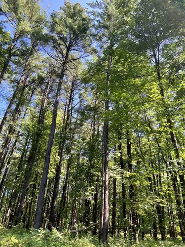 Best Hikes and Trails in Pine Hollow Arboretum | AllTrails