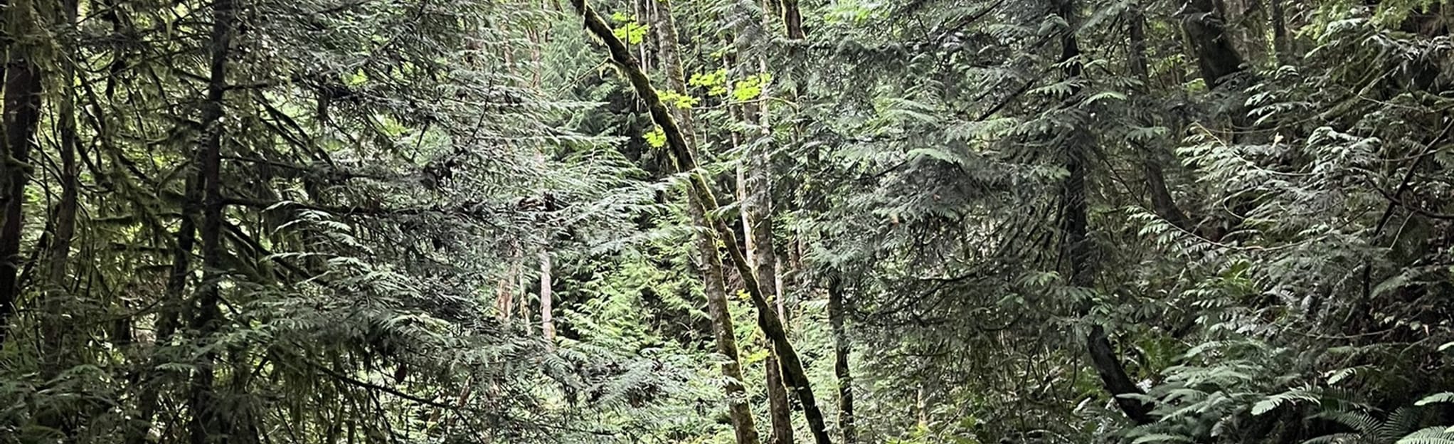 Lost Lake Trail, Salal Trail, and Raptor Ridge, Washington - 146 ...