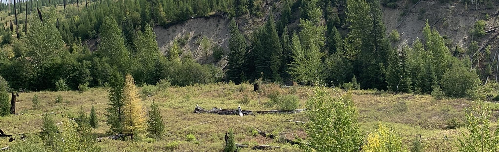 Logging Lake, Montana - 23 Reviews, Map | AllTrails