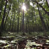 Loree Forest Loop, Ontario, Canada - 1,183 Reviews, Map | AllTrails