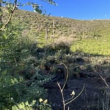 Mint Spring, Marshall Gulch, Sabino Canyon Loop, Arizona - 220 Reviews ...