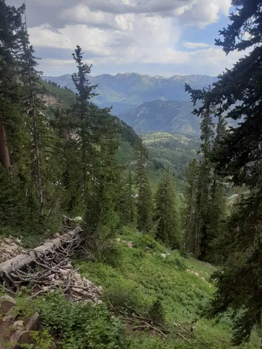 2023 Best Forest Trails in Mutual Dell | AllTrails