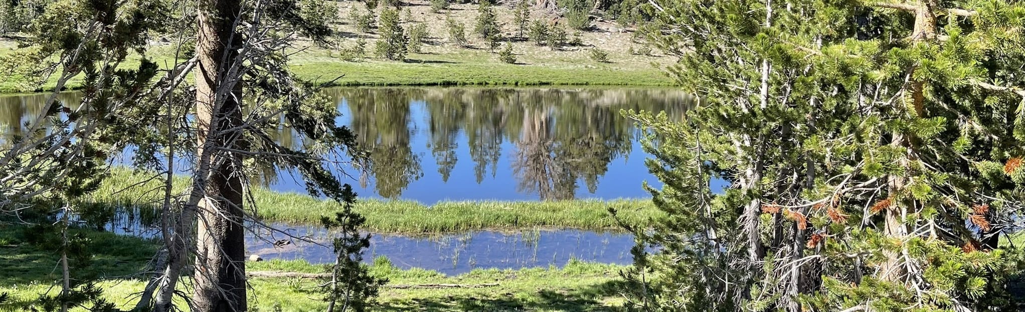 Tamarack Peak Loop, Nevada - 885 Reviews, Map | AllTrails