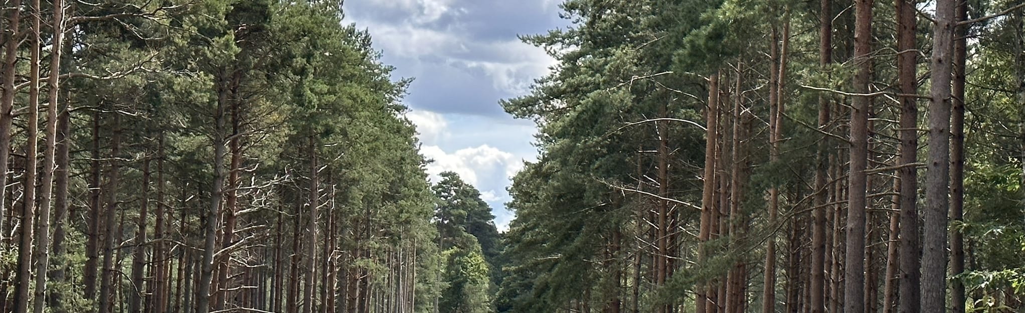 Swinley Forest and The Look Out Circular, Berkshire, England - 33 ...