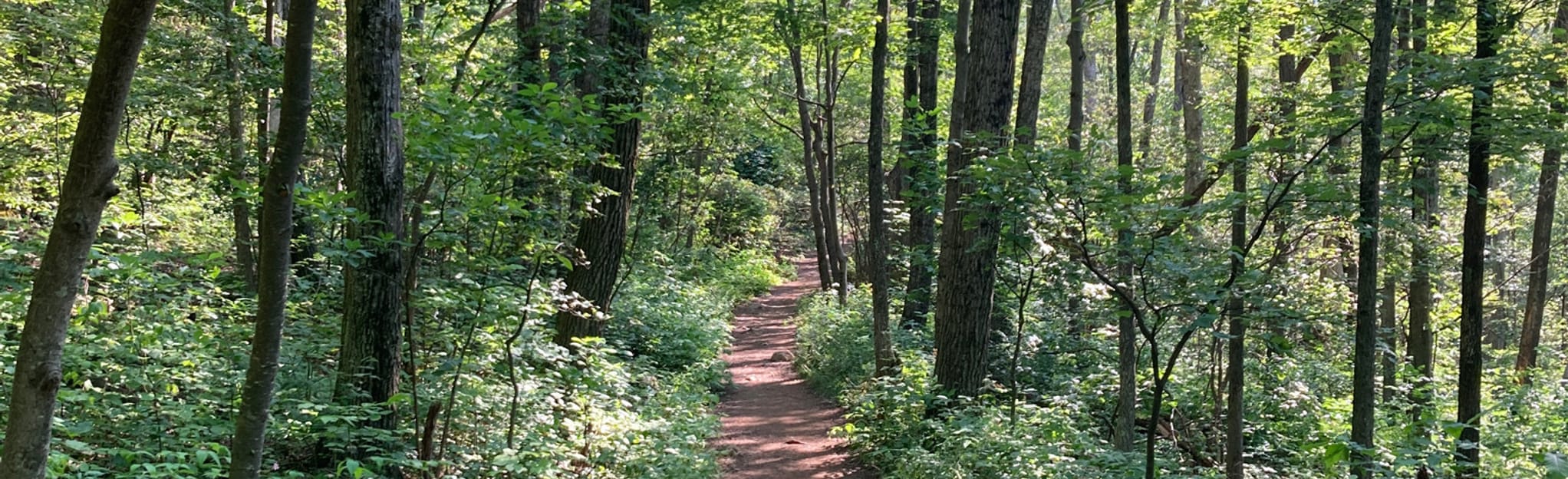 Rose River Falls: 671 Reviews, Map - Virginia | AllTrails