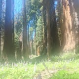 Circle Meadow Loop via Congress and General Sherman Tree Trail ...